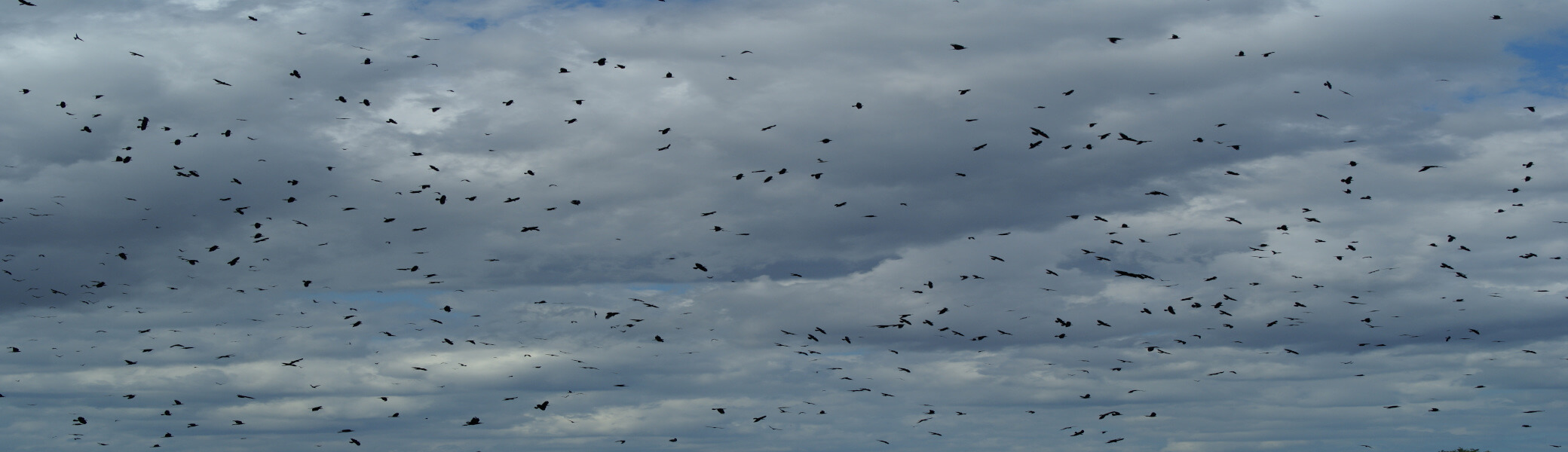 CORVID SHOOTING – Anglia Sporting